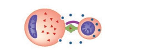 Perforina; Citolisina; Proteína Formadora de Poros em Linfócitos