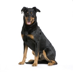 Beauceron breeders texas. beauceron lab mix >> "beauceron size"